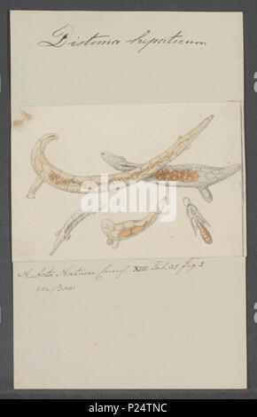 Distoma hepaticum, Print Stock Photo - Alamy