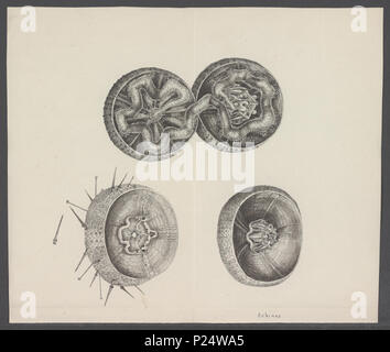 Diagram of sea urchin Stock Photo - Alamy