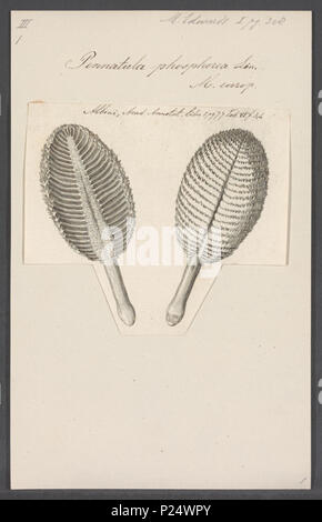 . Pennatula phosphorea 220 Pennatula phosphorea - - Print ...