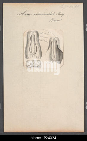 Alcinoe vermiculata, Print Stock Photo - Alamy