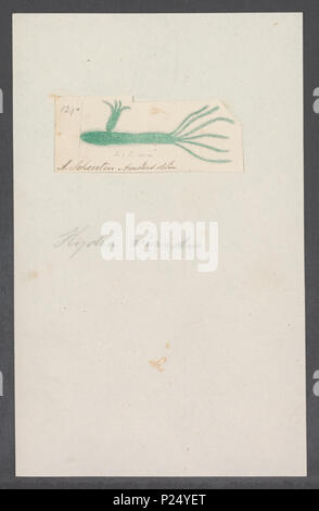 . Hydra viridis 153 Hydra viridis - - Print - Iconographia Zoologica ...