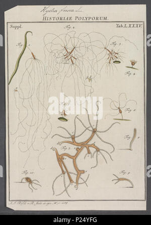 Hydra fusca, Print Stock Photo - Alamy