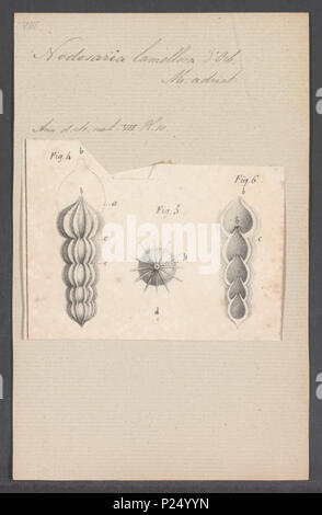 Nodosaria lamellosa, Print Stock Photo - Alamy