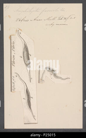 Amphileptus fasciola, Print Stock Photo - Alamy