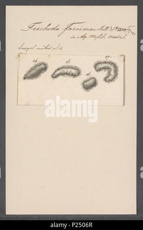 Trichoda farcimen, Print Stock Photo - Alamy