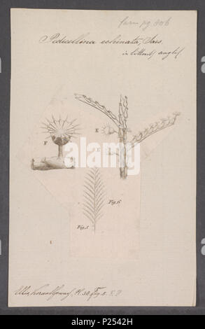 Pedicellina echinata, Print Stock Photo - Alamy