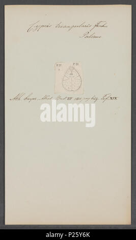 Cypris triangularis, Print Stock Photo - Alamy