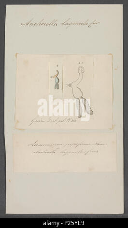 Anchorella lagenula, Print Stock Photo - Alamy