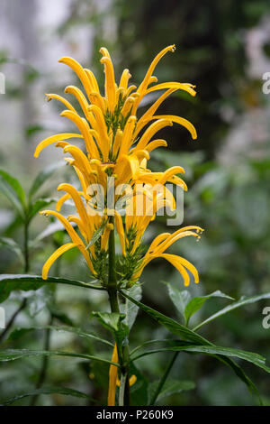 Flower of Jacobina flowers, Justicia aurea, Acanthaceae, Santa Elena ...