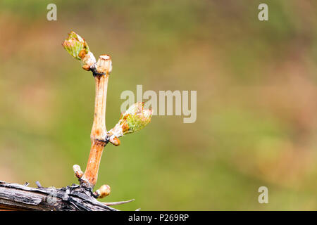 Budbreak or Bud Break is a part of a wine grape vines growth cycle and ...