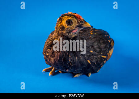 Young adolescent bantam gold Wyandotte chicken rooster portrait Stock ...