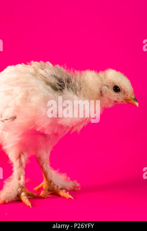 Young adolescent light Brahma chicken farm hen portrait Stock Photo - Alamy