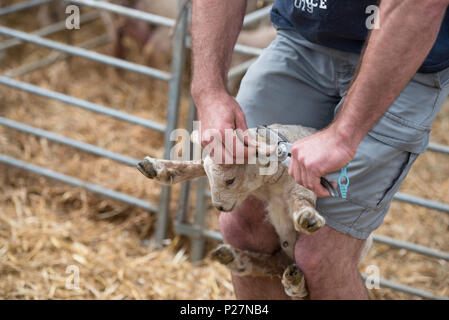 Sheep breeding, tag on a lamb for traceability and identification Stock ...