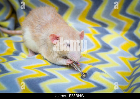 Fancy fawn colored dumbo eared pet rat playing trumpet Stock Photo - Alamy
