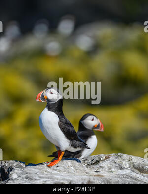 Beautiful Atlantic Puffin or Comon Puffin Fratercula Arctica in ...