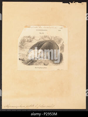 Myrmecophaga jubata, Print, Giant anteater, The giant anteater ...