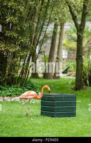 Flamingo eating in the water, Pink Flamingo, Greater flamingo in their ...