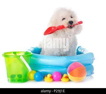 Maltese dog swimming in pool Stock Photo - Alamy