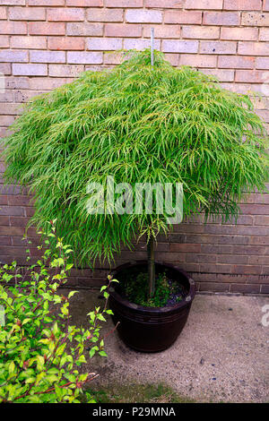 Japanese Acer Tree in pot Stock Photo - Alamy