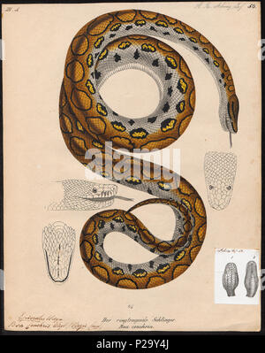. Boa cenchris . between 1700 and 1880 32 Boa cenchris - 1700-1880 ...