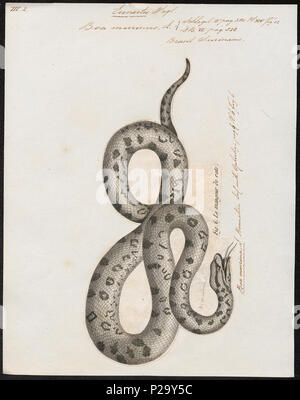 32 Boa murinus - 1700-1880 - Print - Iconographia Zoologica - Special ...