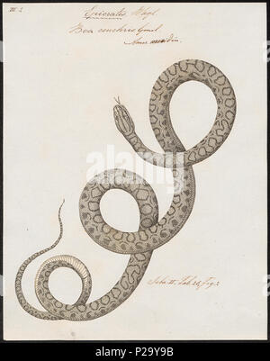 . Boa cenchris . between 1734 and 1765 32 Boa cenchris - 1734-1765 ...