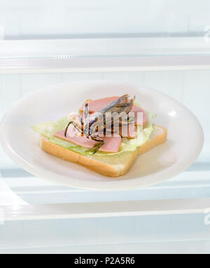 Offer of edible insects on a plate. Fried Giant Water Bug - Lethocerus ...