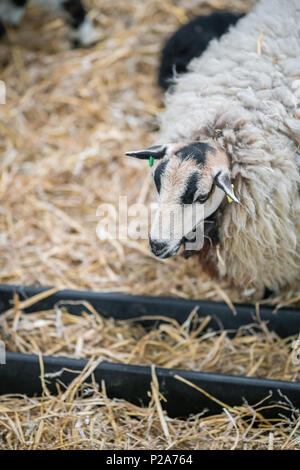 Sheep standing inside the barn Stock Photo - Alamy
