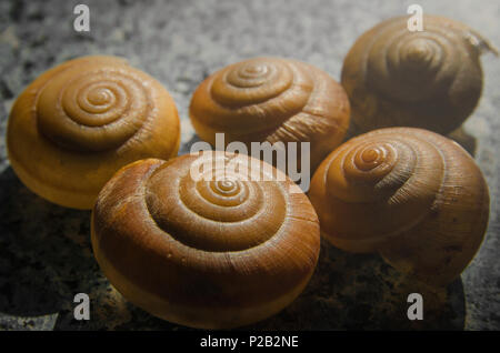 Macro of the structure of a conch shell Stock Photo - Alamy