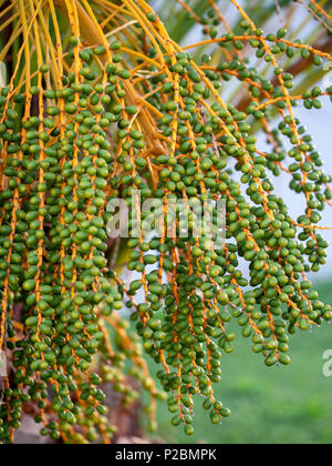 Unripe dates on palm tree Stock Photo - Alamy
