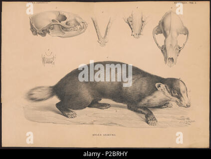Meles anakuma, Print, The Japanese badger (Meles anakuma) is a species ...