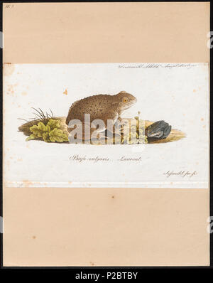 45 Bufo vulgaris - 1700-1880 - Print - Iconographia Zoologica - Special ...
