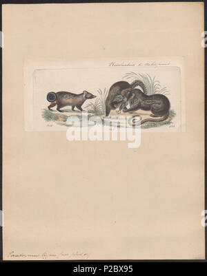 . Paradoxurus typus . between 1700 and 1880 216 Paradoxurus typus ...