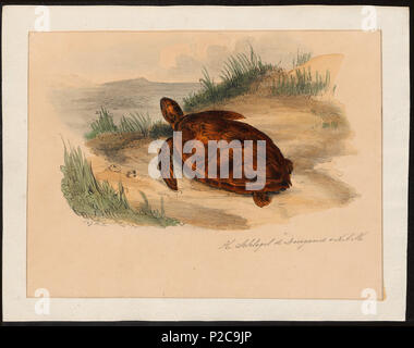 . Testudinae spec. between 1700 and 1880 302 Testudinae spec. - 1700 ...