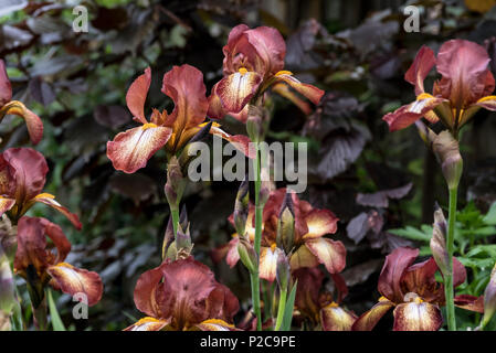 Bearded Iris, Kent Pride against a backdrop of Purple Hazel, Corylus ...
