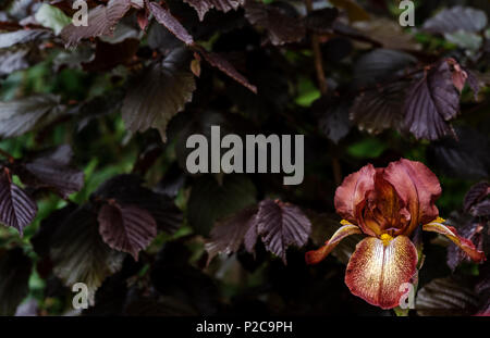 Bearded Iris, Kent Pride against a backdrop of Purple Hazel, Corylus ...