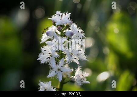 Buckbean,also called Bog Bean, Buck Bean and Marsh Trefoil, Menyanthes ...