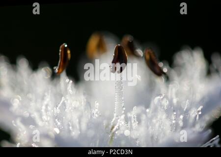 Buckbean,also called Bog Bean, Buck Bean and Marsh Trefoil, Menyanthes ...