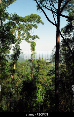 Muirs Lookout, Olney State Forest, Watagan Mountains, Central Coast ...