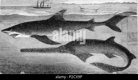 Blue Shark (Prionace glauca), drawing Stock Photo - Alamy