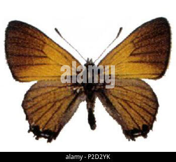 . identifying features of Australian butterfly species wing pattern ...