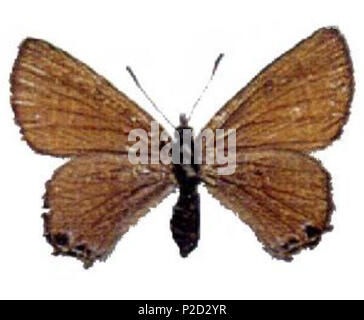 . identifying features of Australian butterfly species wing pattern ...