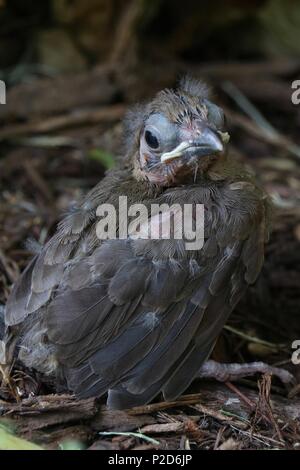 Small brown chick perched on a wooden surface Stock Photo - Alamy