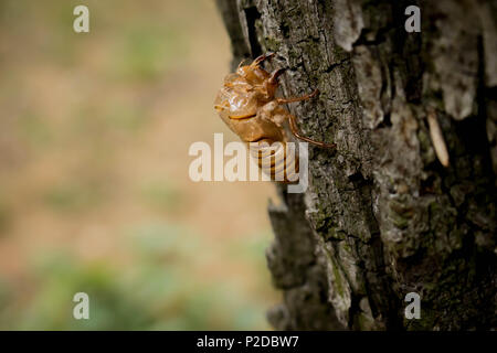 Chitin exoskeleton of cicada Tibicina haematodes on the tree Stock ...