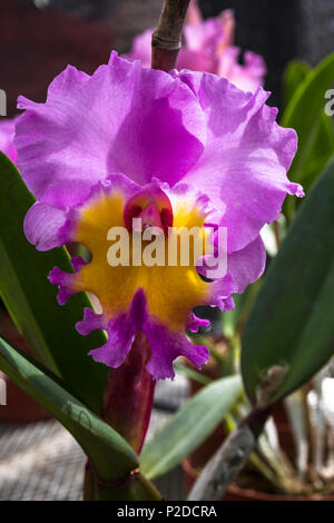 A beautiful natural view of the Orchid lake in Macedonia Stock Photo ...