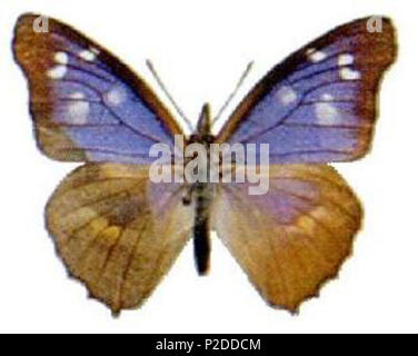 . identifying features of Australian butterfly species wing pattern ...