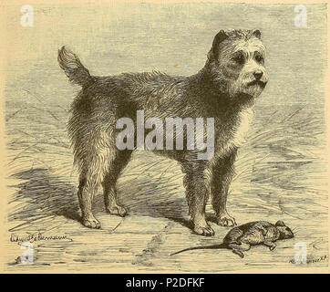 . English: Ratter Deutsch: Rattler (Zeichnung ca. 1889 ...