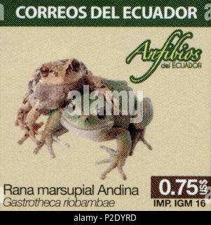 Andean Marsupial Tree Frog (Gastrotheca elicioi), new species, native ...