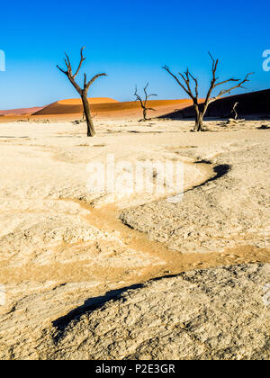 Namibia: Cheetah in the Namib desert -. a highly endangered species ...