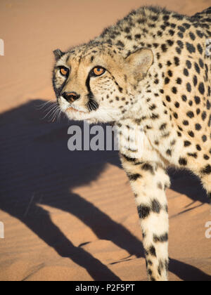 female cheetah on red sand dune Namibia Stock Photo - Alamy